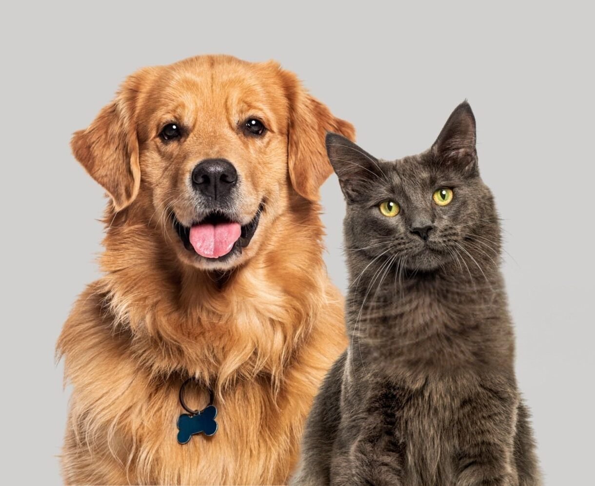 About Us - snap vet clinic
